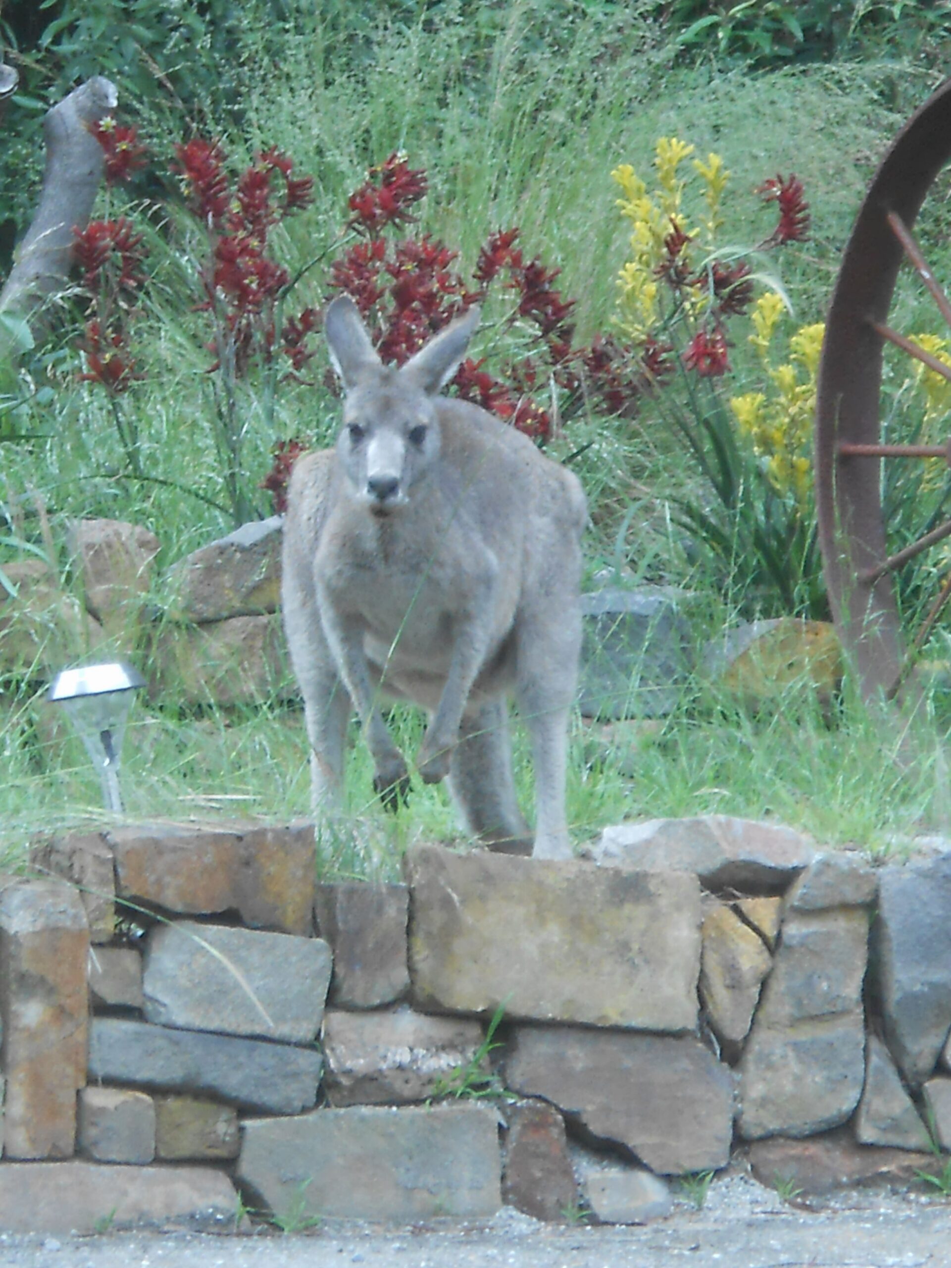 Finger Limes and Mountain Pepper growing well at Peppermint Ridge ...