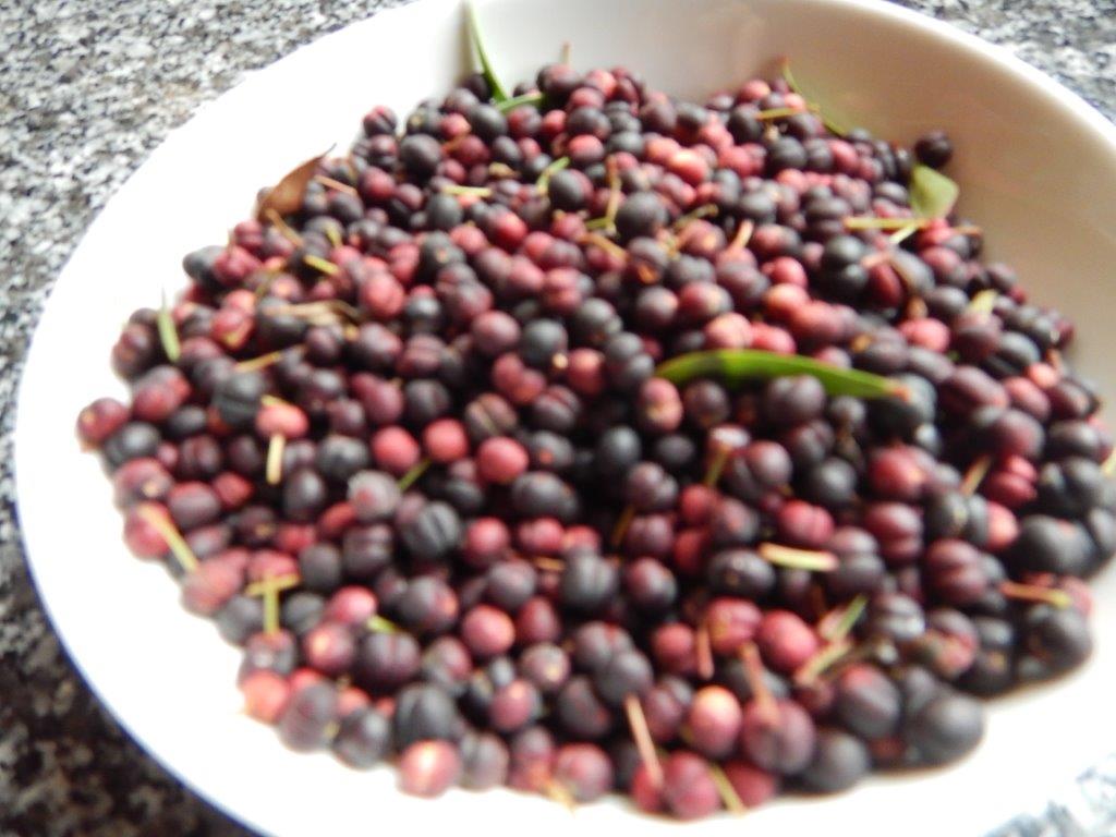 Autumn bush food cropping at Peppermint Ridge Farm - Peppermint Ridge Farm