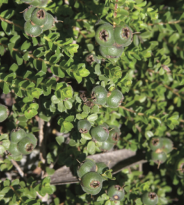 Muntries (Kunzea pomifera) - Peppermint Ridge Farm