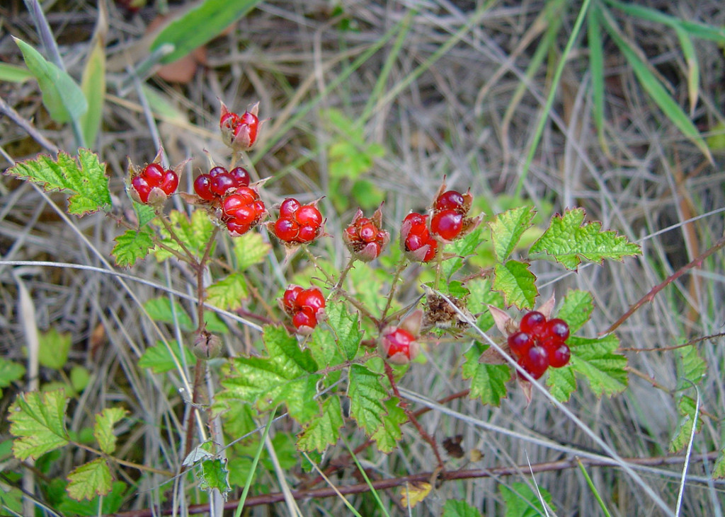 Native Raspberry (Rubus parvifolia) - Peppermint Ridge Farm