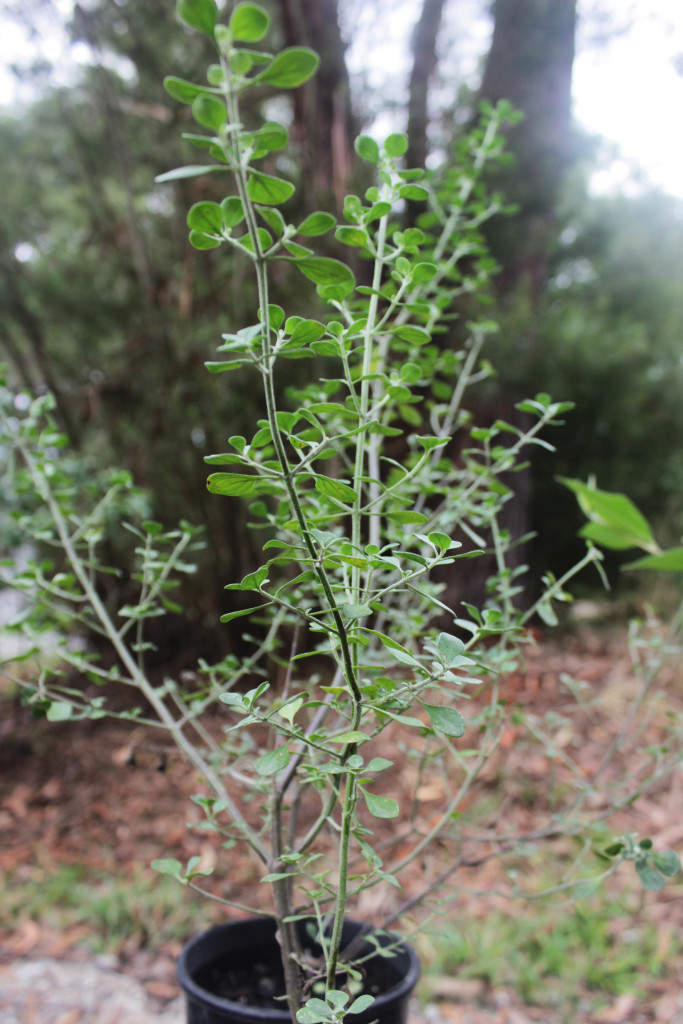 Native Oregano (Prostanthera rotundifolia) - Peppermint Ridge Farm