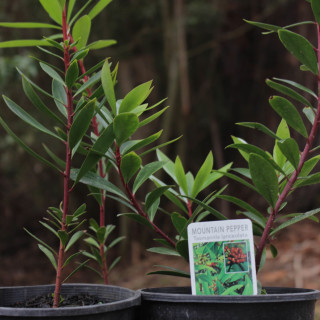 Native Food Plant Nursery - Peppermint Ridge Farm