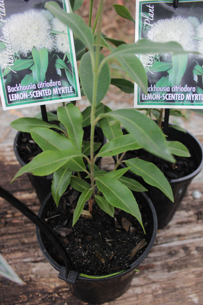 Education - Peppermint Ridge Farm