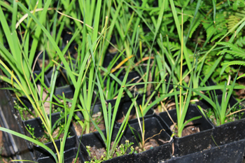 Build your own Experience Package - Peppermint Ridge Farm