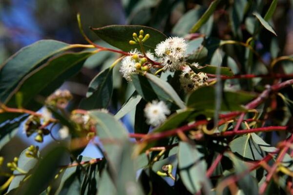 Strawberry Gum Bliss Balls Recipe: Bush Food Blog