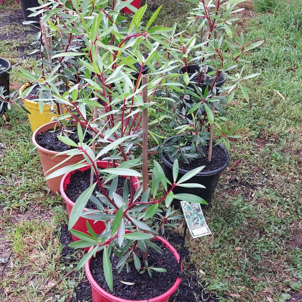 Shop - Peppermint Ridge Farm