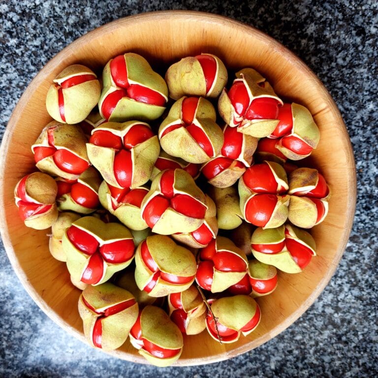 Muntries (Kunzea pomifera) - Peppermint Ridge Farm