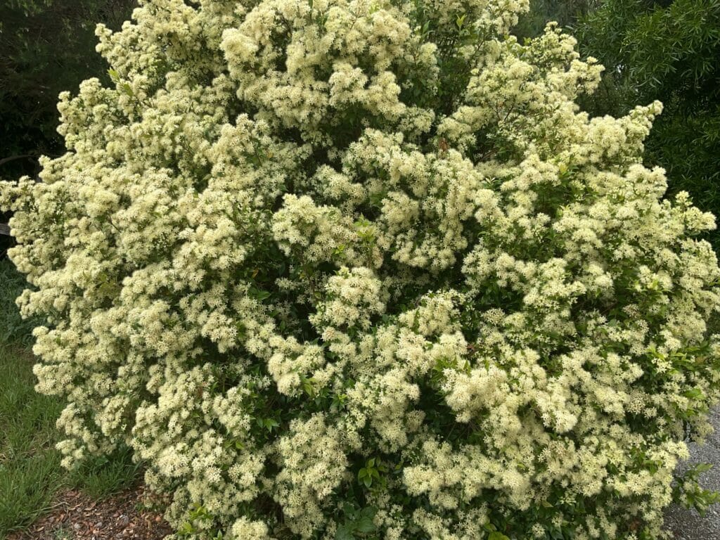 Cinnamon Myrtle (Backhousia myrtifolia) - Peppermint Ridge Farm